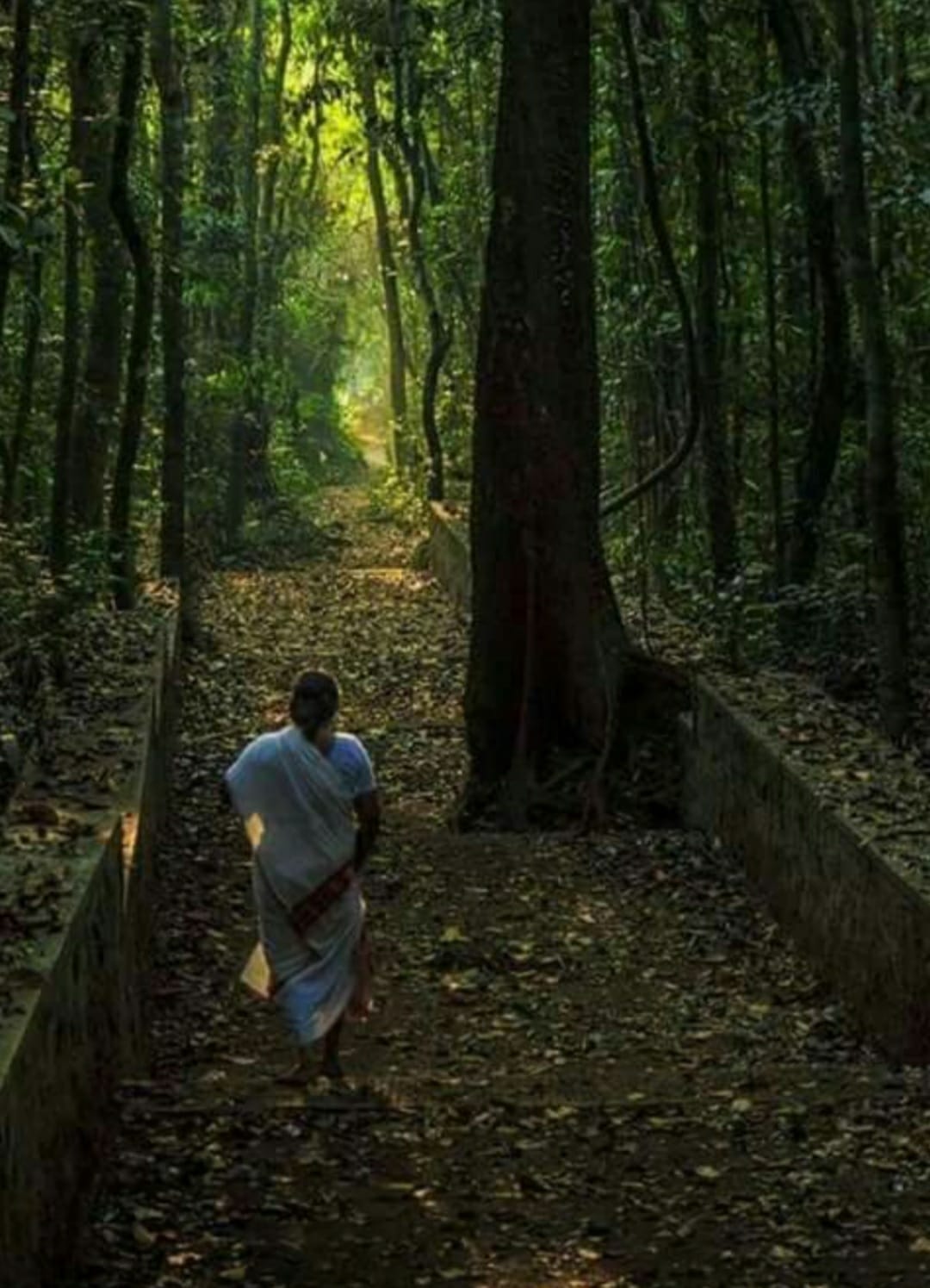 കാവുകൾ ക്ഷേത്രങ്ങളായാൽ…… - Jayaraj Mithra